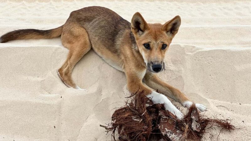 From Rainbow Beach: Small-Group K'gari (Fraser Island) Tour - Who Is This Tour Best For?