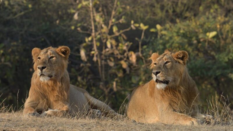 From Rajkot: Gir Somnath Weekend Tour - An In-Depth Look at the Gir Somnath Weekend Tour