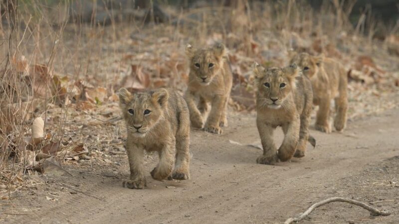 From Rajkot: Gir Somnath Weekend Tour - FAQs