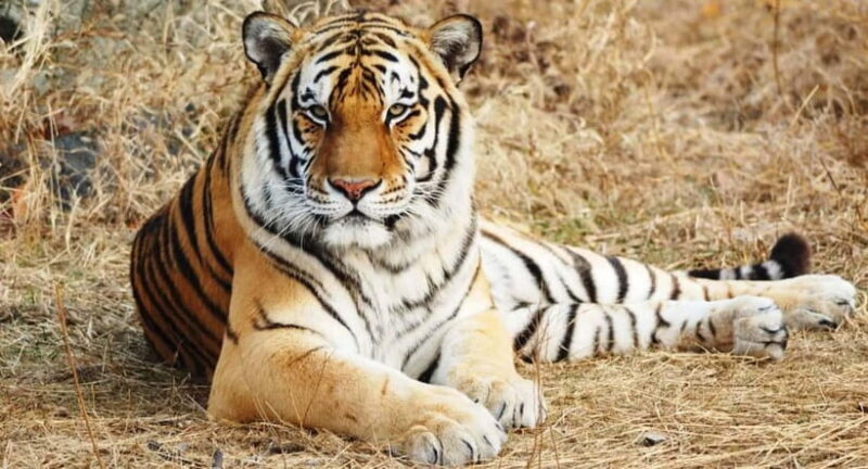 From: Ranthambore: Guided Tiger Safari in Canter - Introduction: A wildlife adventure in Rajasthans Ranthambore
