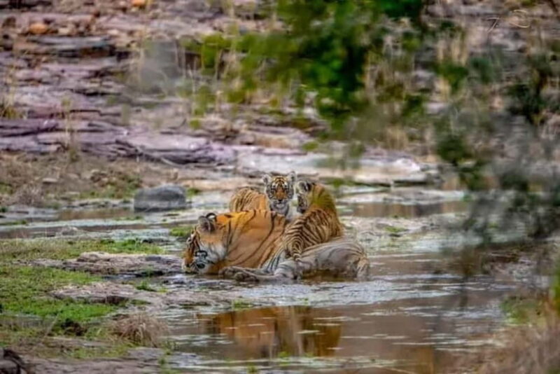 From: Ranthambore: Guided Tiger Safari in Canter - Key Points