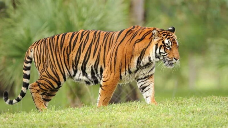 From: Ranthambore: Guided Tiger Safari in Canter - Who Should Consider This Tour?