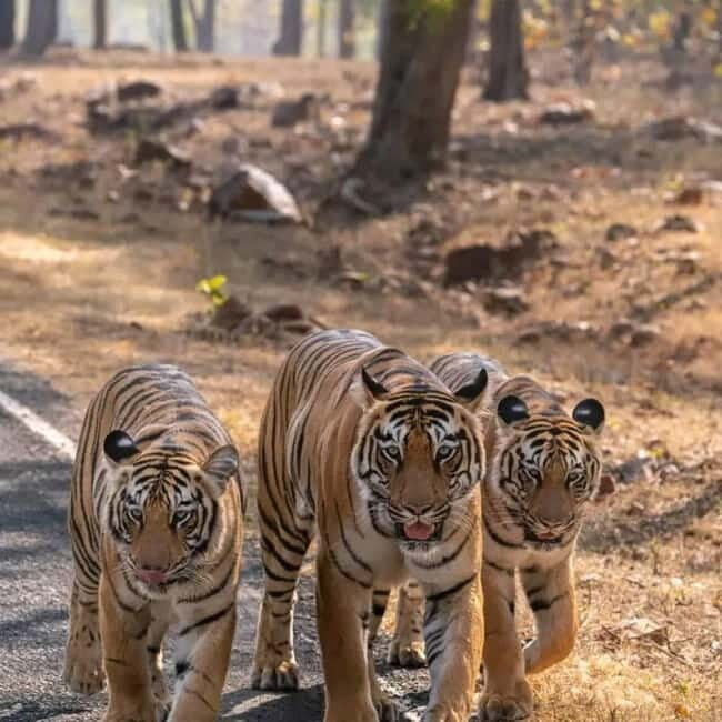 From Ranthambore: Official Tiger Safari in Canter With Guide - Exploring the Ranthambore Official Tiger Safari in Canter With Guide