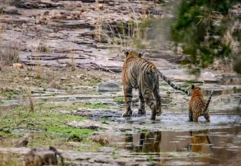 From Ranthambore: Official Tiger Safari in Canter With Guide - Key Points