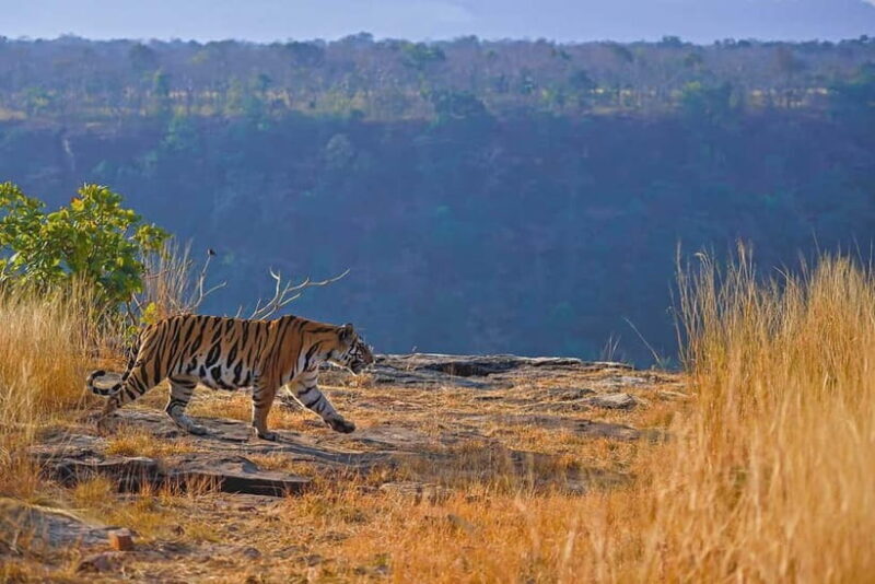 From Ranthambore: Official Tiger Safari in Canter With Guide - The Practical Aspects: What You Need to Know