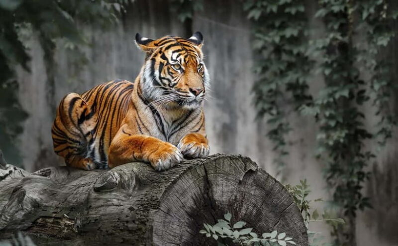 From Ranthambore: Official Tiger Safari in Canter With Guide - Frequently Asked Questions