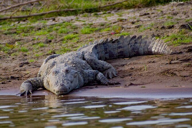 From Ranthambore:National Chambal Alligator Private Trip All Incl - Cost and Value: How Does It Stack Up?