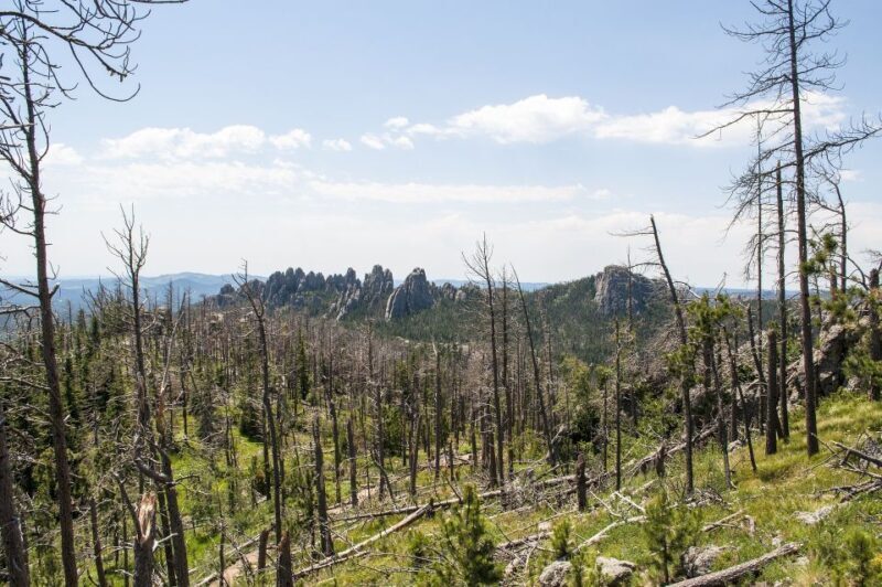 From Rapid City: Custer State Park Private Safari and Hiking - Who Will Love This Tour?