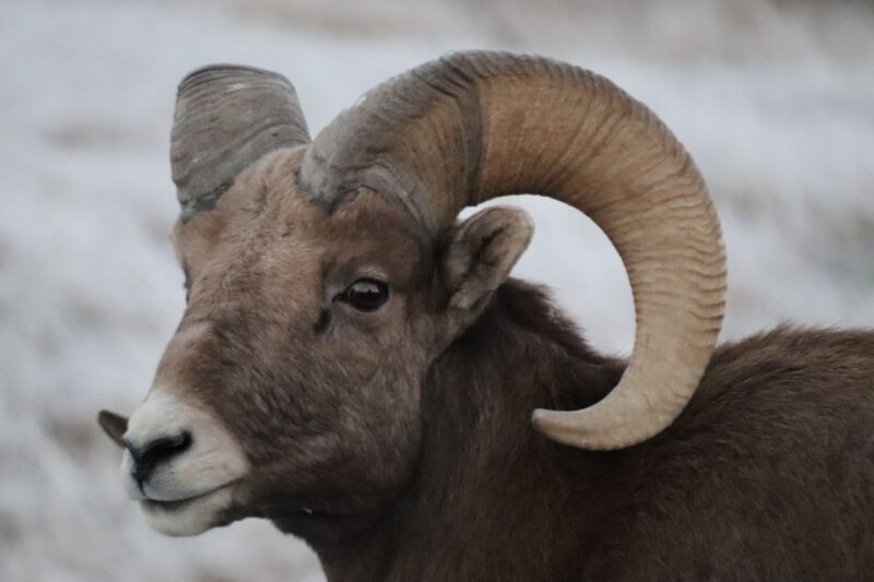 From Rapid City: Epic Badlands Tour and Legendary Wall Drug - Key Points