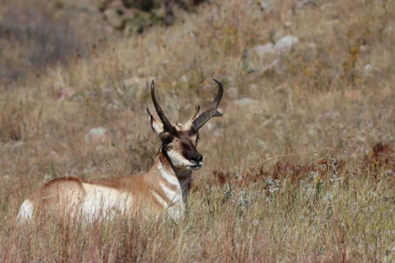 From Rapid City: Epic Badlands Tour and Legendary Wall Drug - Frequently Asked Questions