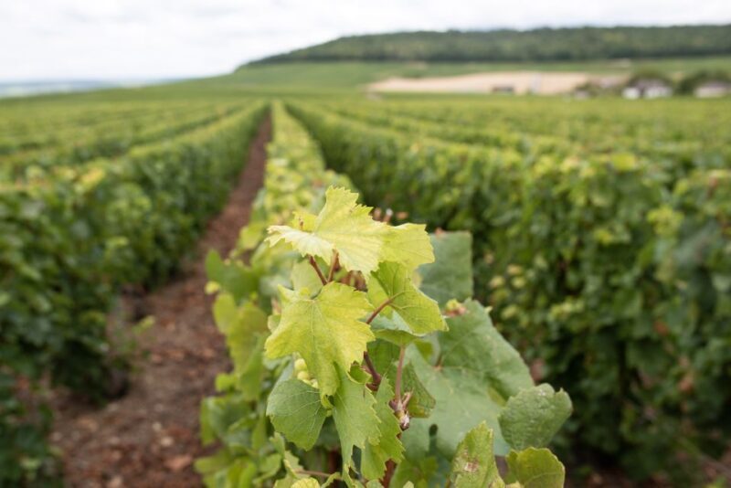 From Reims: Champagne and Family-Run Wineries Tour - The Sum Up: Who is this tour best for?