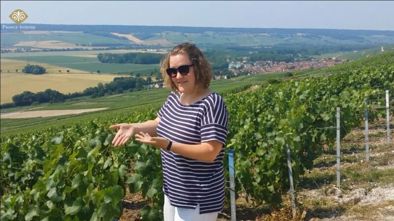From Reims: Champagne Day Trip to Two Local Domains & Lunch - Key Points