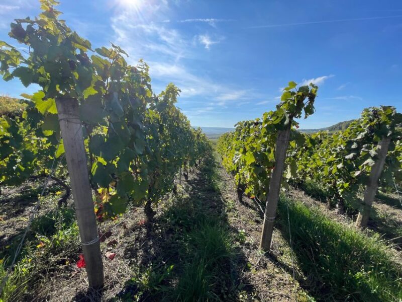 From Reims/Epernay: Champagne half-day tour (small group) - Practical Details: What You Need to Know