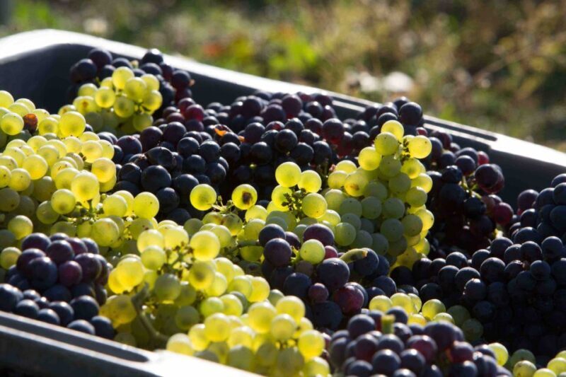 From Reims/Epernay: The Connoisseurs Private Tour 9 tastings - Practical Tips for Future Travelers