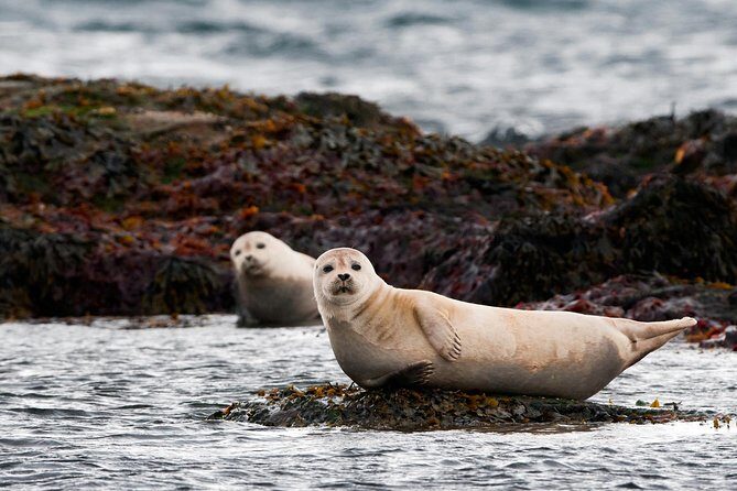 From Reykjavík: 4, 5, 6 or 7-Day Small-Group Ring Road Tour - FAQ