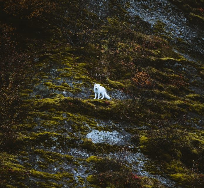 From REYKJAVIK: 4x4 Private Volcanic Way to Þórsmörk Valley - FAQ