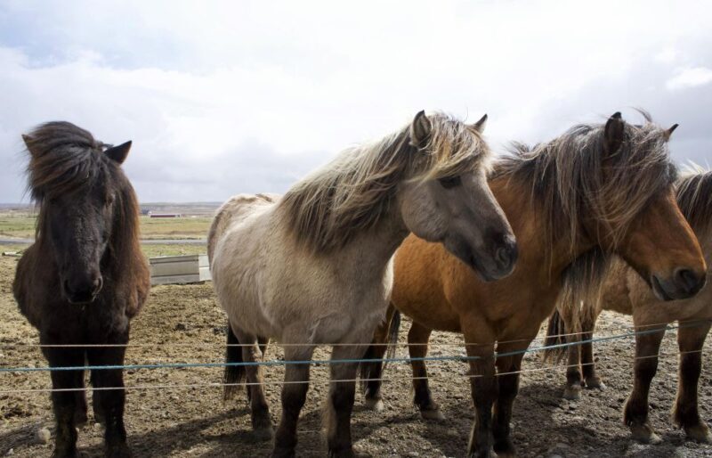From Reykjavik: 6-Day Icelandic Ring Road Tour - Practical Considerations