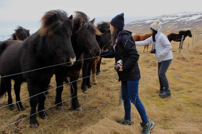 From Reykjavik: 6-Day Small Group Tour of Iceland Summer - The Real Traveler Experience