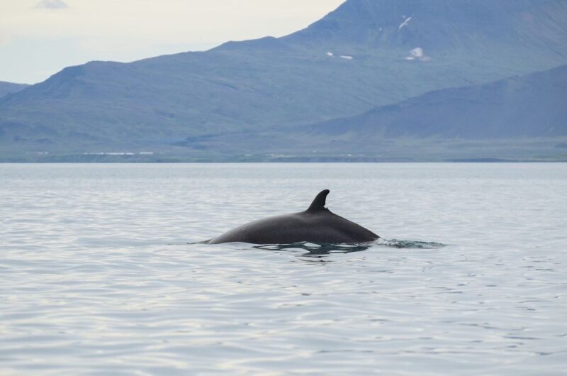 From Reykjavik: Buggy & Whale Watching Adventure - The Final Word: Is It Worth It?