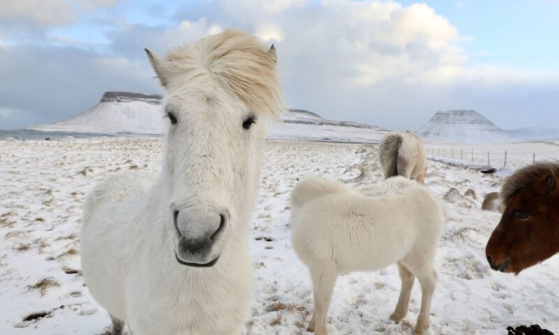 From Reykjavík: Full-day Golden Circle & Horse Riding Tour - Practical Considerations and Tips