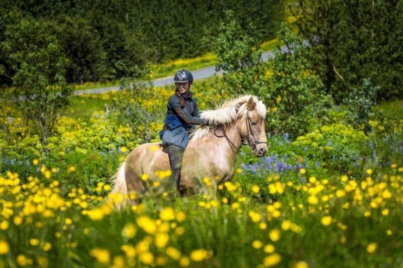 From Reykjavik: Full-Day Horse Riding & Golden Circle Tour - Key Points