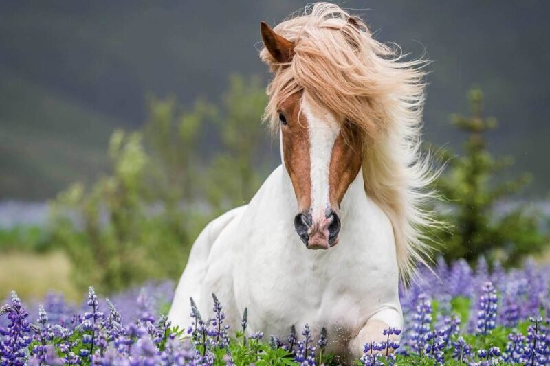 From Reykjavik: Full-Day Horse Riding & Golden Circle Tour - The Value of the Tour