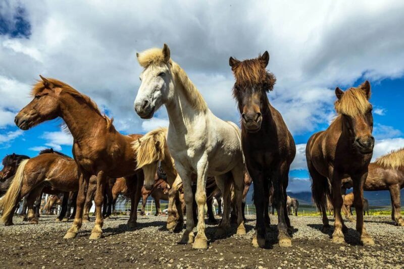 From Reykjavik: Full-Day Horse Riding & Golden Circle Tour - FAQ