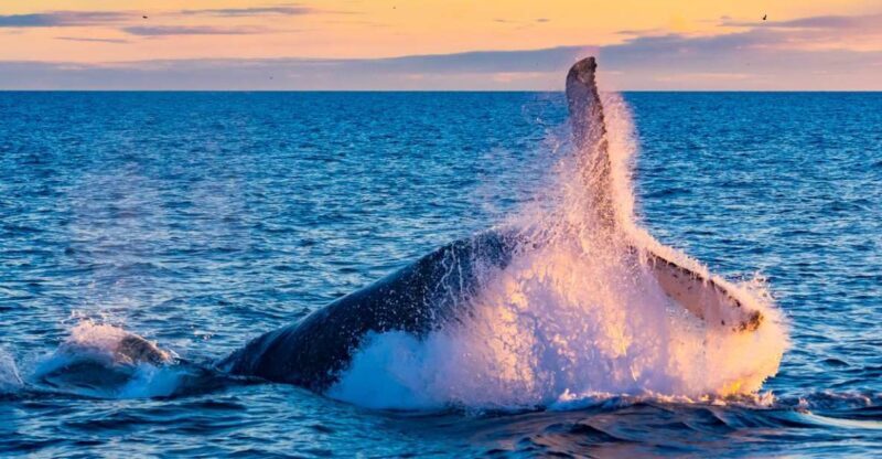 From Reykjavik: Full Day Whale Watching & Golden Circle Tour - Key Points