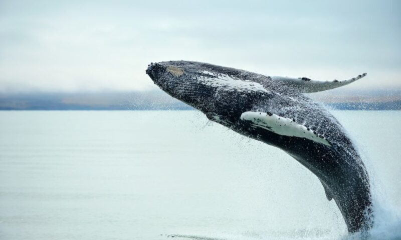 From Reykjavik: Full Day Whale Watching & Golden Circle Tour - Who Would Most Benefit?