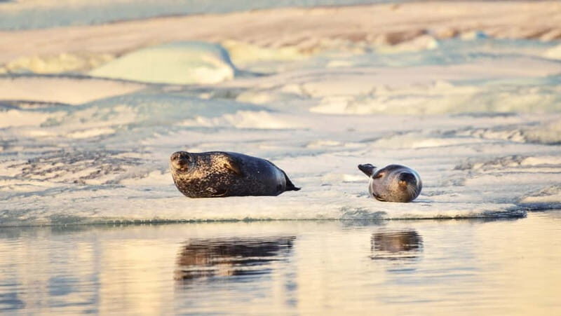 From Reykjavik: Glacier Lagoon and Fjaðrárgjúfur Canyon Tour - What We Love About This Tour