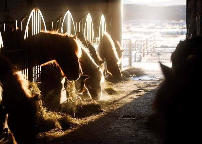 From Reykjavík: Icelandic Horse Riding Tour in Lava Fields - Who Will Love This Tour?