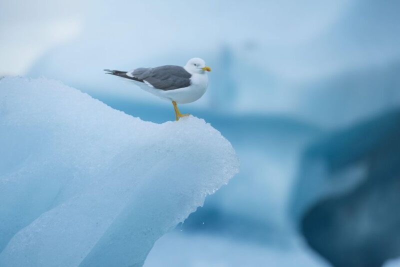 From Reykjavik: Jökulsárlón Glacier Lagoon and Diamond Beach - Key Points