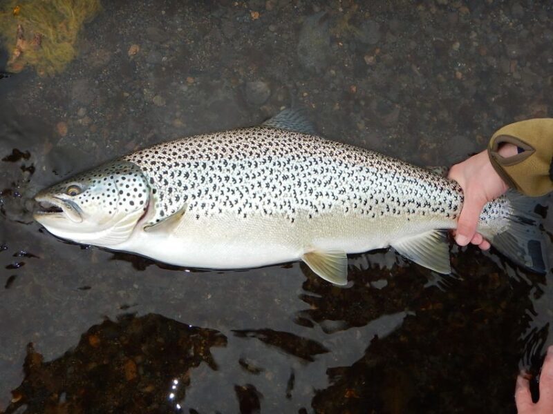 From Reykjavik: Lake and River Fishing Tour - Final Thoughts