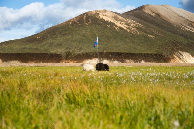 From Reykjavík: Landmannalaugar Day Hike - Final Thoughts