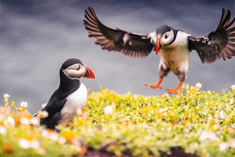 From Reykjavik: Puffin and Volcano Tour in Westman Islands - Who Should Consider This Tour?