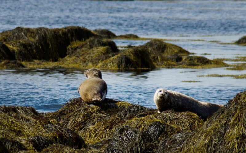 From Reykjavik: Snaefellsnes National Park - Small Group - Exploring Iceland in Miniature: A Review of the Snæfellsnes National Park Small Group Tour