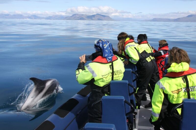 From Reykjavik: Whale Watching Tour by Speedboat - The Ultimate Experience in Reykjavik