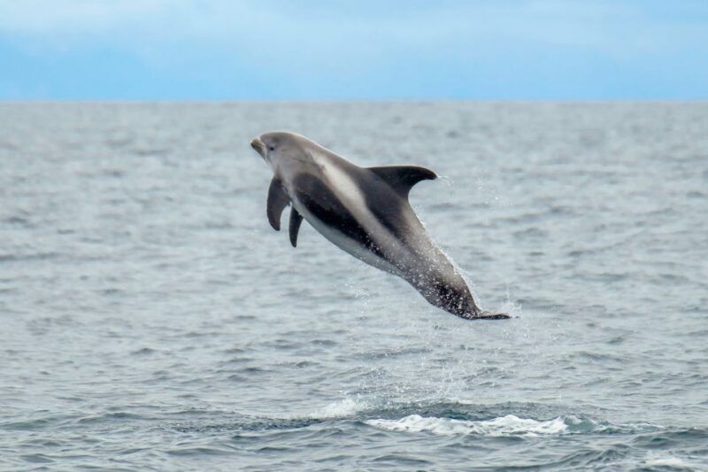 From Reykjavik: Whale Watching Tour by Speedboat - FAQ
