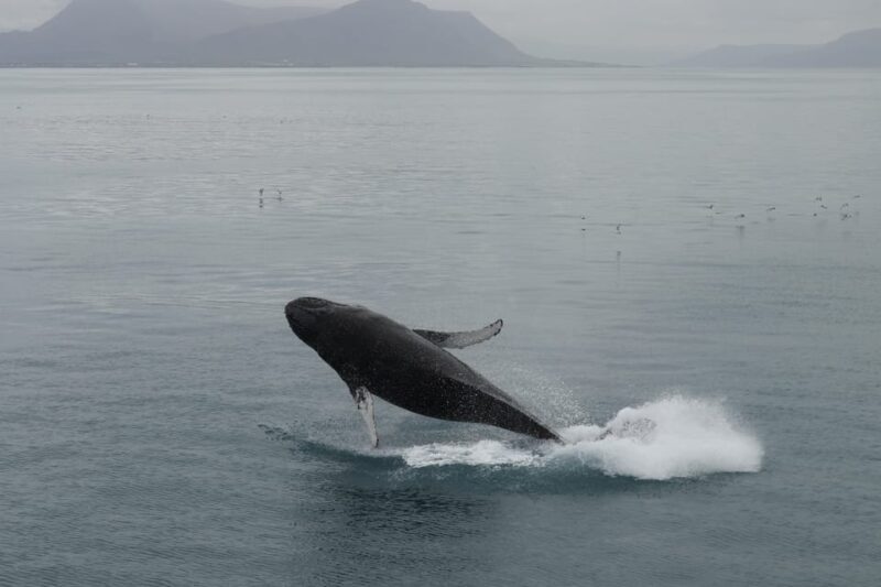 From Reykjavik: Whale Watching Tour - Key Points