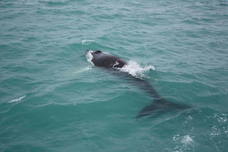From Reykjavik: Whale Watching Tour - An In-Depth Look at the Whale Watching Experience