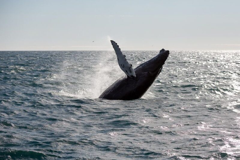 From Reykjavik: Whale Watching Tour - Practical Tips for Your Whale Watching Trip