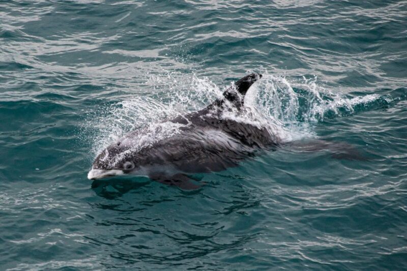 From Reykjavik: Whale Watching Tour - The Sum Up: Is it worth the cost?