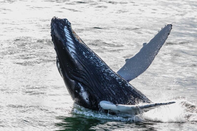 From Reykjavik: Whales and Northern Lights Boat Tour - A Complete Breakdown of the Tour
