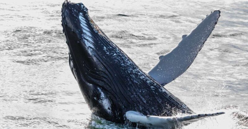From Reykjavik: Whales and Northern Lights Boat Tour - Final Thoughts