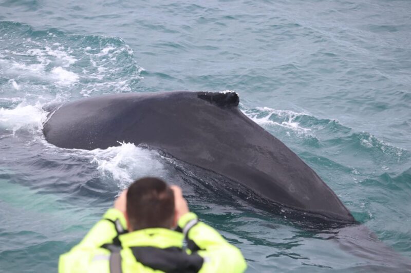 From Reykjavik: Whales and Northern Lights Boat Tour - FAQ