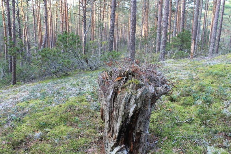 From Riga: Budget Day Trip to Kolka in Zen style! - Overall Value and Experience