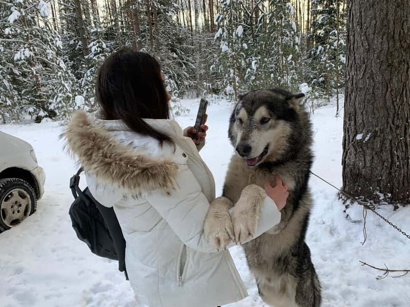 From Riga: Husky Sledding or Wheel Kart Tour - Key Points