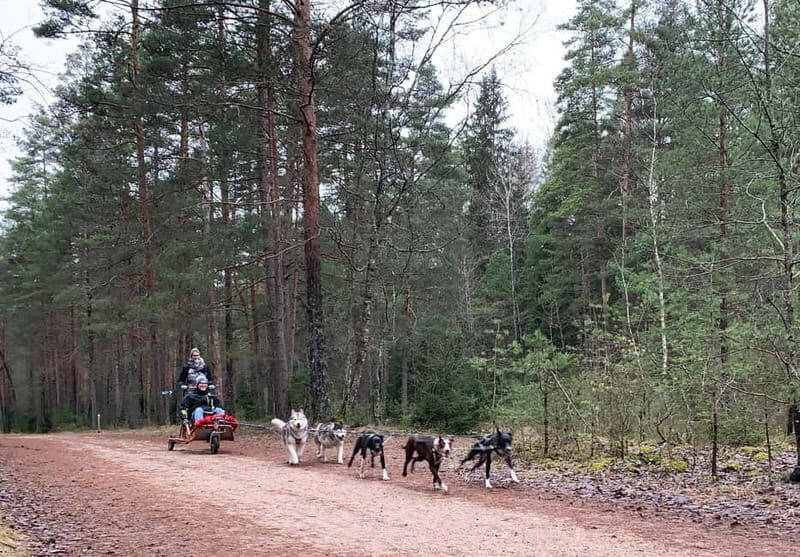 From Riga: Husky Sledding or Wheel Kart Tour - An In-Depth Look at the Tour Experience