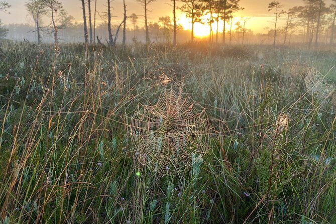 From Riga: Kemeri Bog Boardwalk and Jurmala Seaside - Final Thoughts