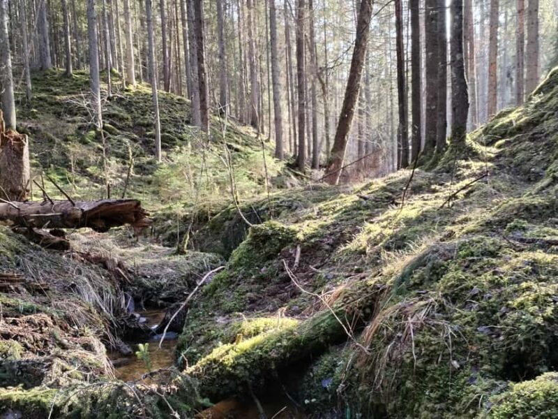 From Riga: Ligatne Village and Gauja River National Park - Who Is This Tour Best For?